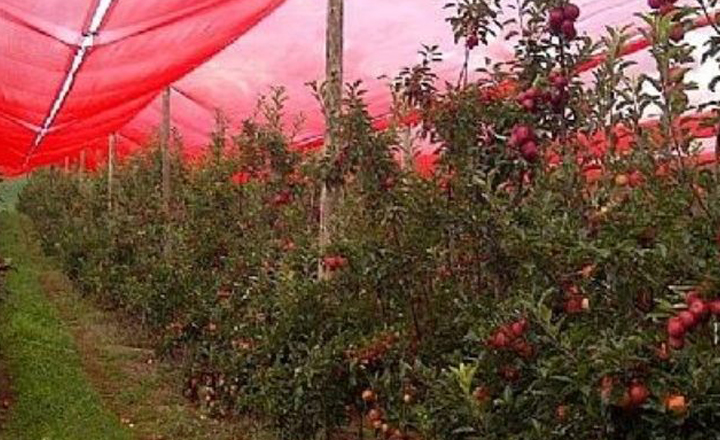 Ginegar | Apple Growing Research Results Show That Shading Nets Help ...
